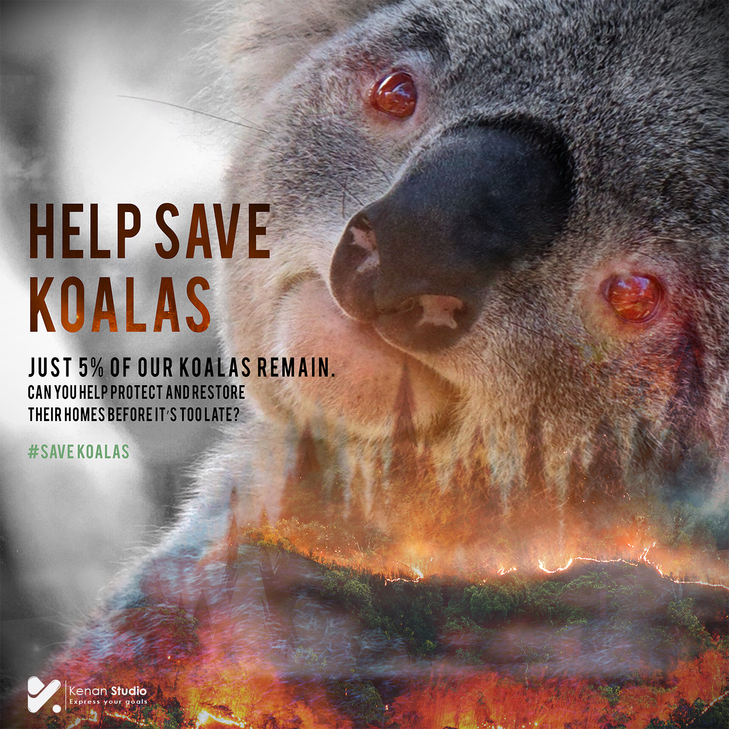 Save Koalas - Kenan Adv